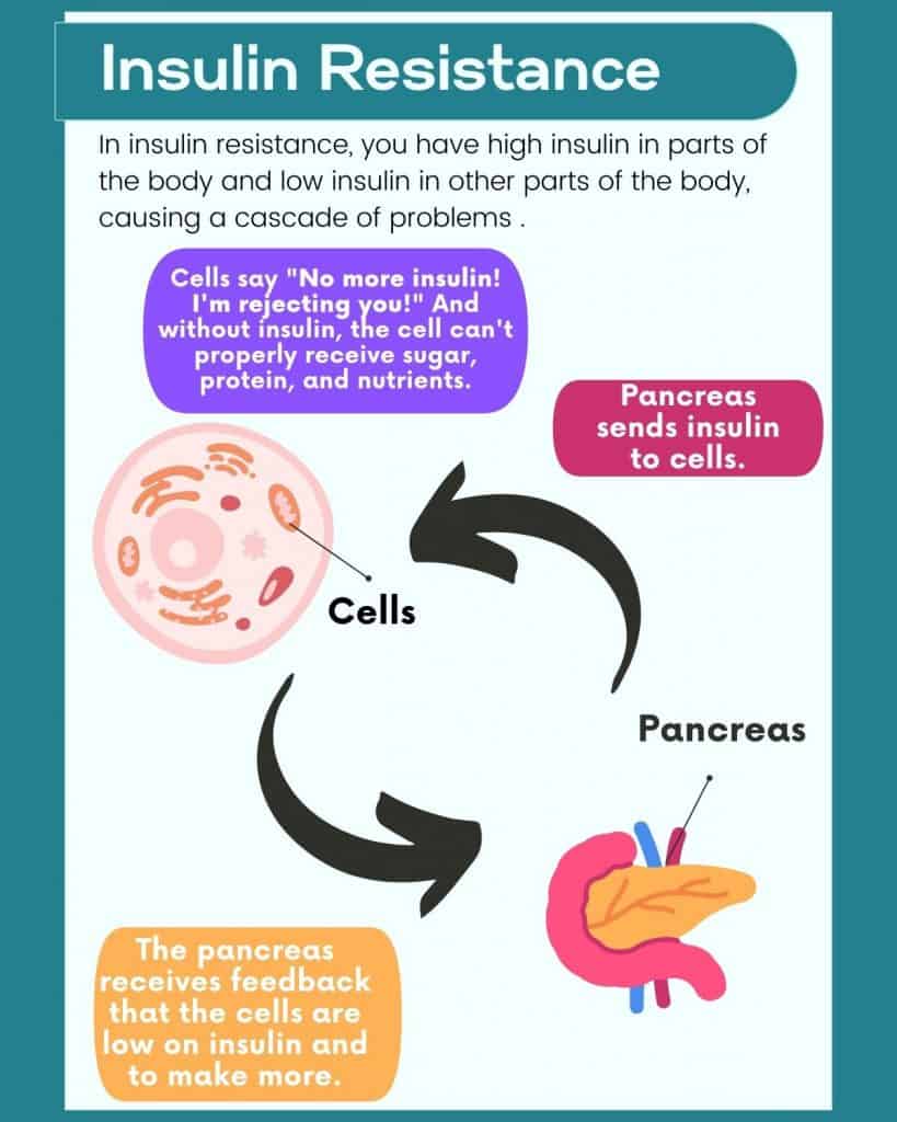What Is Insulin Resistance + How To Support Normal Blood Sugar